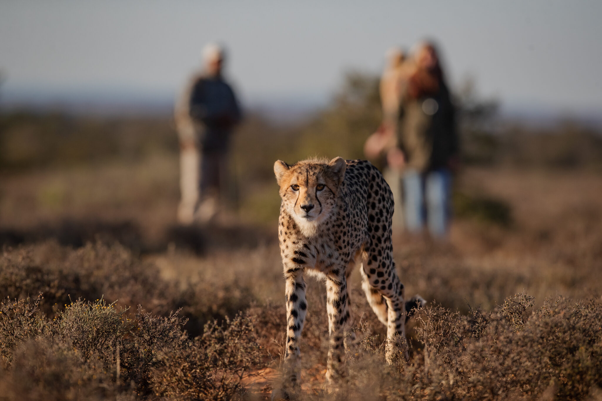 The Great Karoo is South Africa’s Must-Visit Destination for 2026 ...
