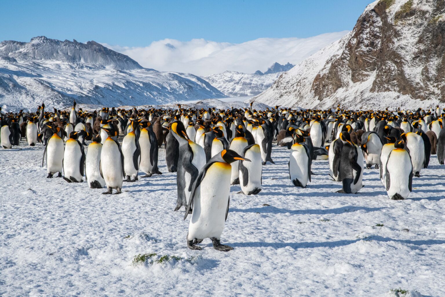 Aurora Expeditions Marks 35 Years of Exploration With Global ...