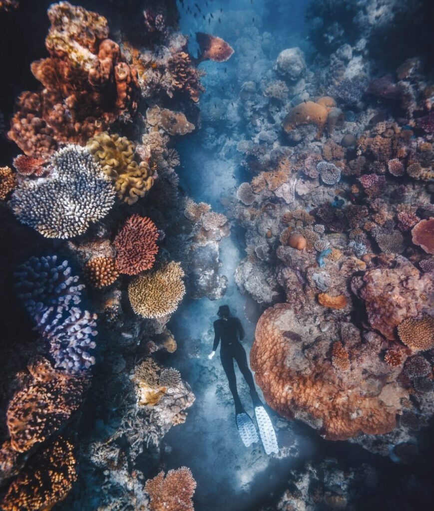 Great Barrier Reef Campaigns Awarded for Travel Impact - Vacationer Magazine